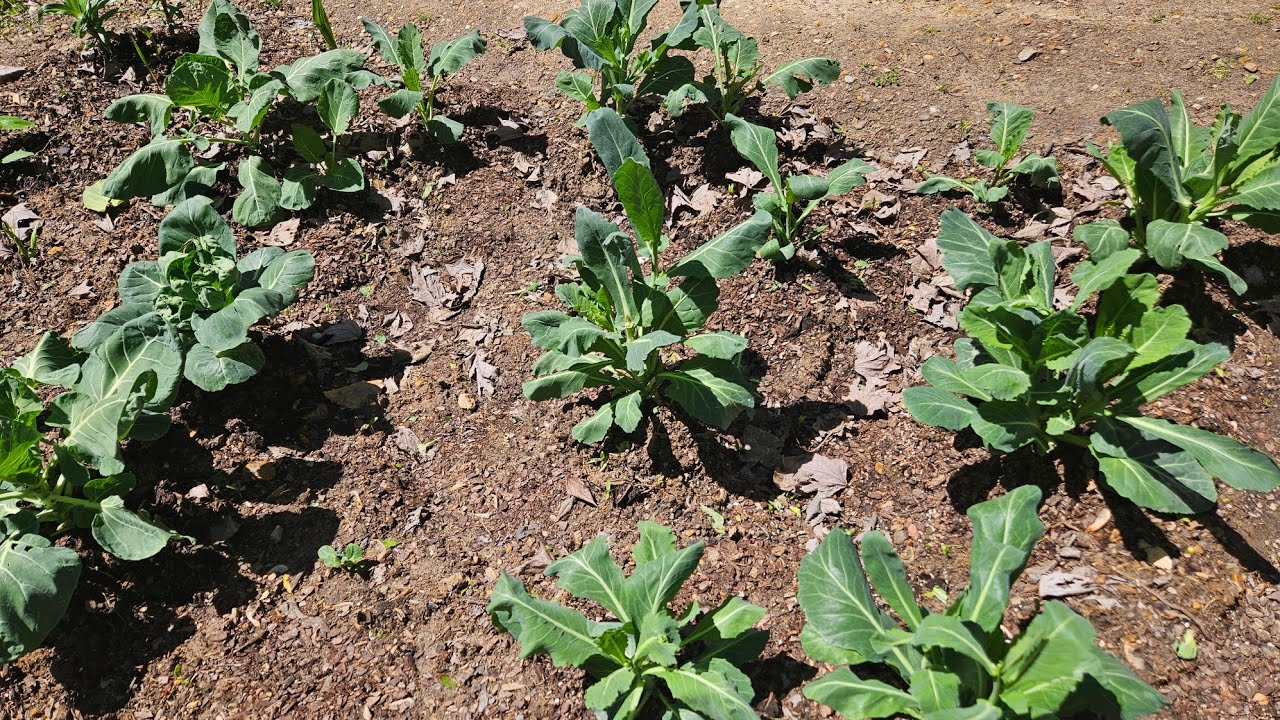 How to Grow GIANT Greens: Prune, Prune, Prune! - YouTube