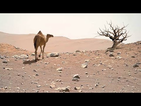 Perseverance Video: Mars Perseverance Latest Video || Mars Perseverance ...