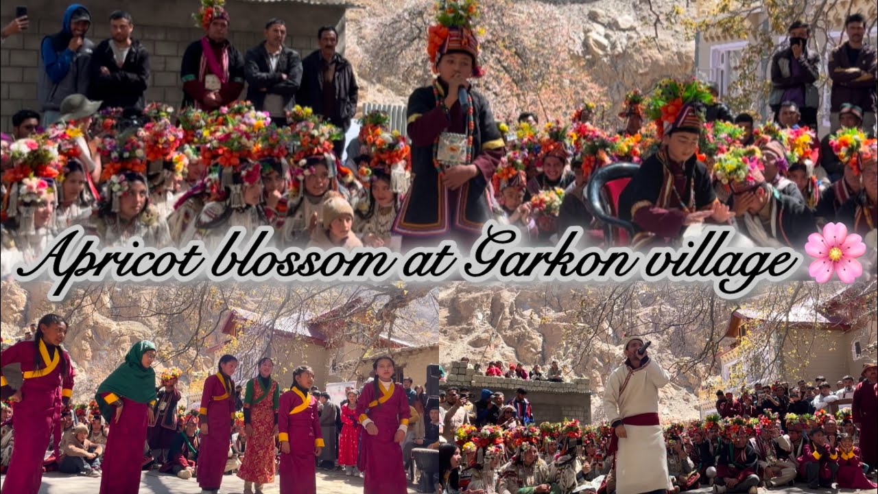 APRICOT BLOSSOM AT GARKON VILLAGE 🌸🌸🌸#kargil #ladakh#bloosom # ...