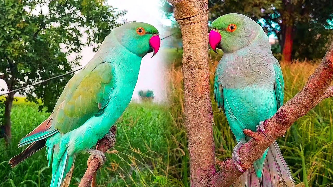 Blue Ringneck parrot talking parrots talking video Parrot ki awaz ...