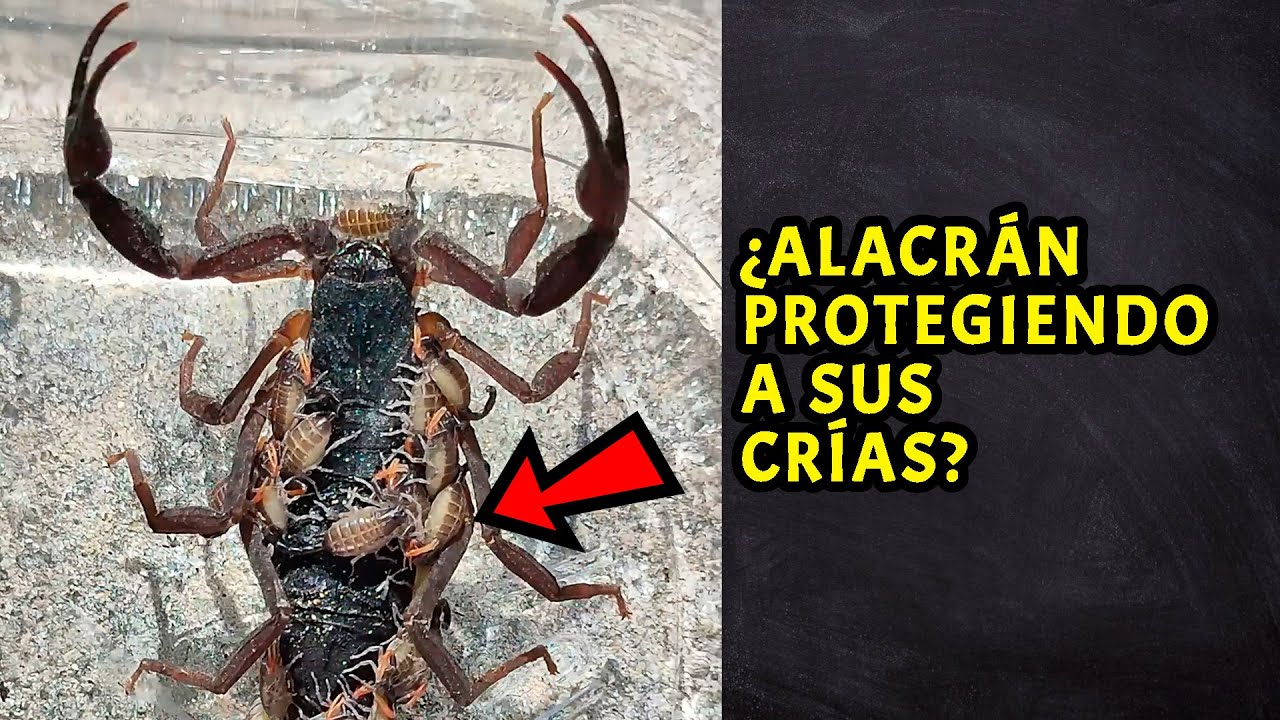 ¿Las crías de ALACRÁN se comen a la mami para sobrevivir? - YouTube
