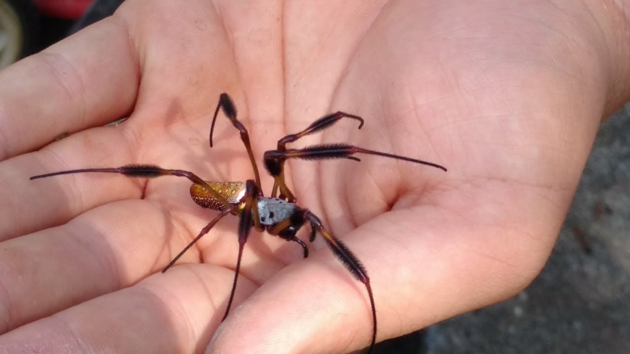 South Carolina fauna with the Nature Theologian: The Golden Orb Weaver ...
