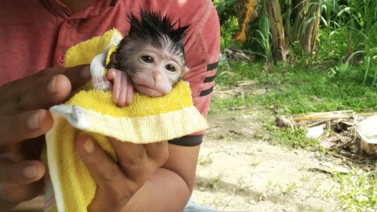 BABY MONKEY MIKEY 😘 - YouTube