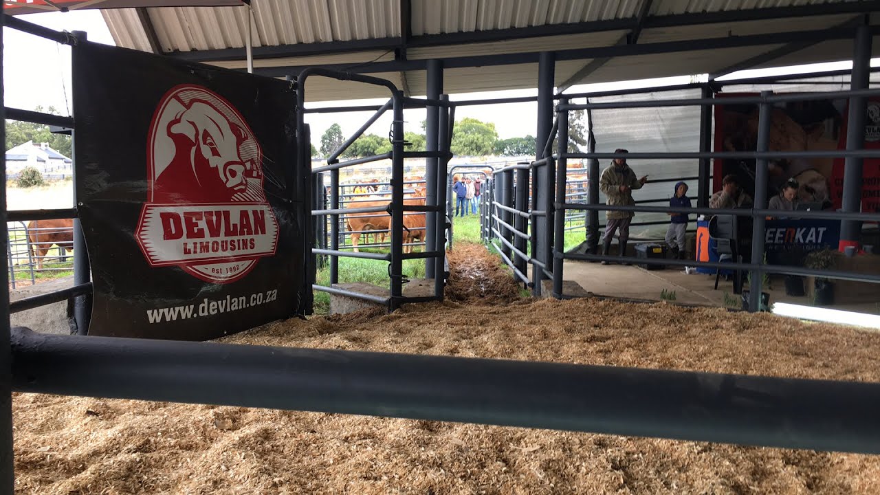 Devlan Limousin Sale of the Champions live from Waters Edge - YouTube