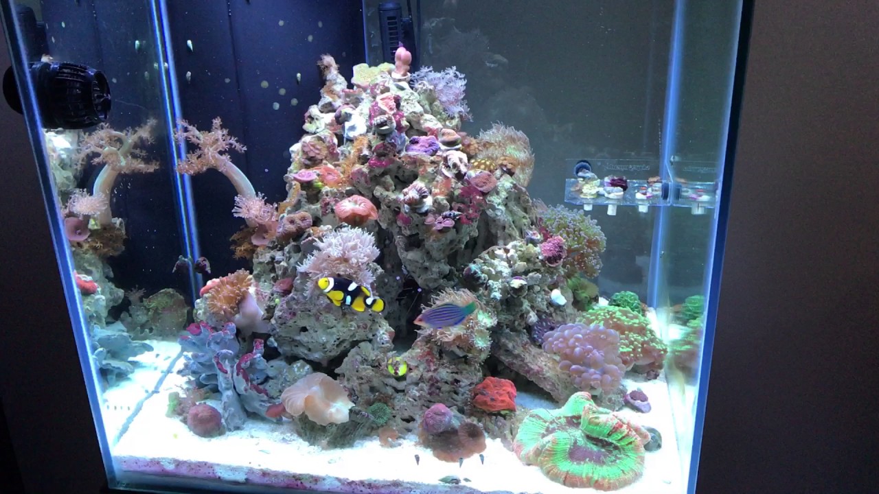 60 Cube Reef Tank - YouTube