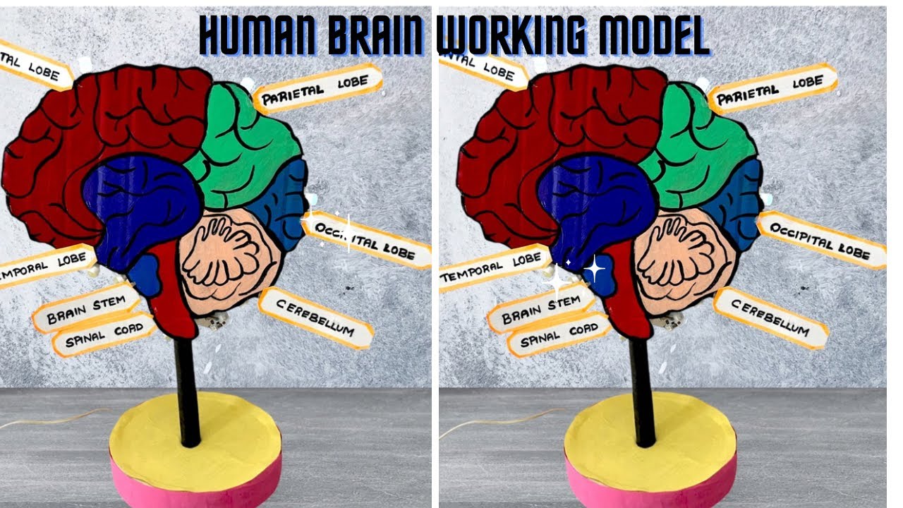 Human Brain working Model with cardboard and LED lighting / DIY biology ...