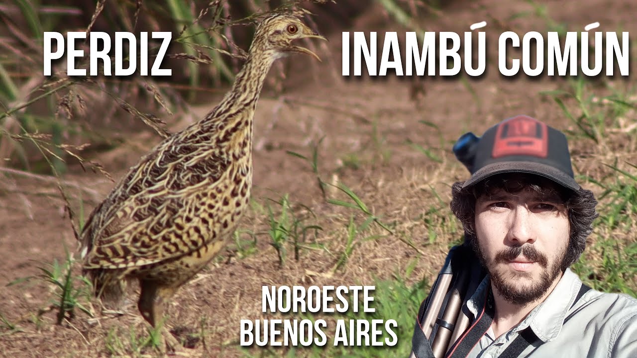 Inambú común 4K (Nothura maculosa) Tinamú común, manchado. Perdiz chica ...