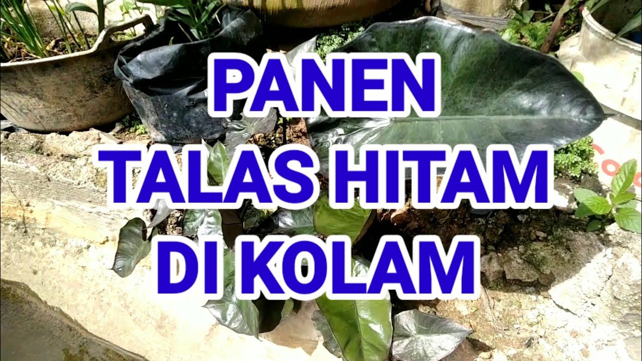 PANEN TALAS HITAM - BLACK CALADIUM - Alocasia plumbea nigra di Kolam ...