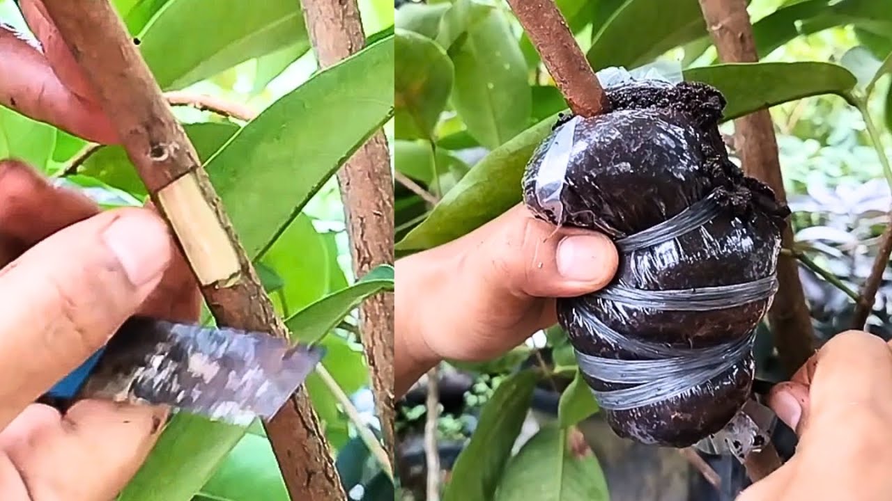 Easy Technique for Grafting Water Guava and Other Fruit Plants ...