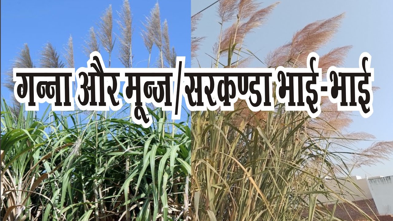 मूंज/सरपत/सरकण्डा की सामान्य जानकारी, उपयोग, वर्गीकरण, Munj, Sarpat ...