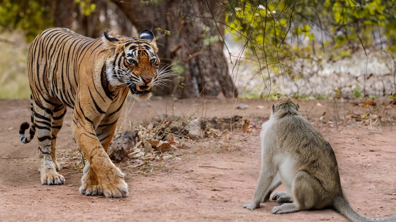 Gibon versus Tiger - YouTube
