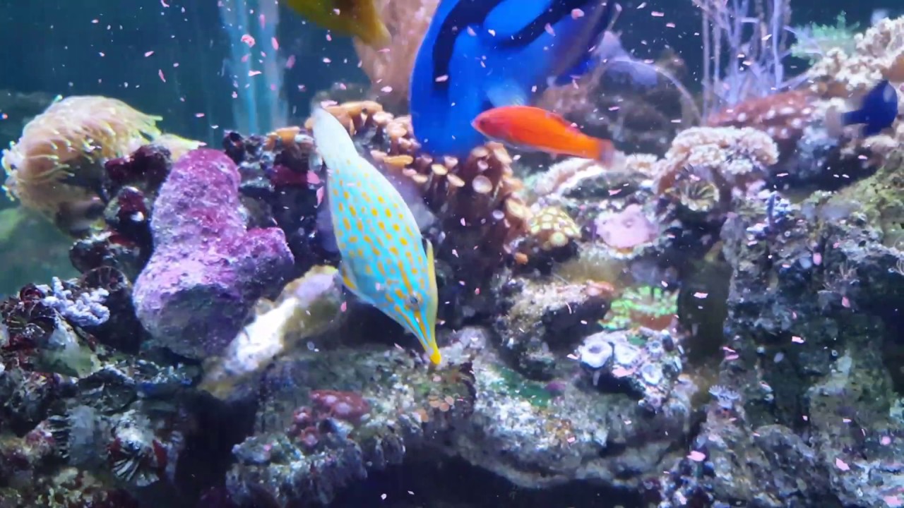 Harlequin filefish eating flakes - YouTube