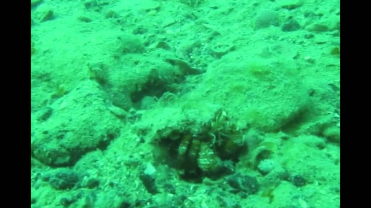 Shark Tooth Dive Venice, FL - YouTube