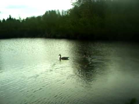 Sale Item Demo - DXG 506V Digital Camcorder - YouTube