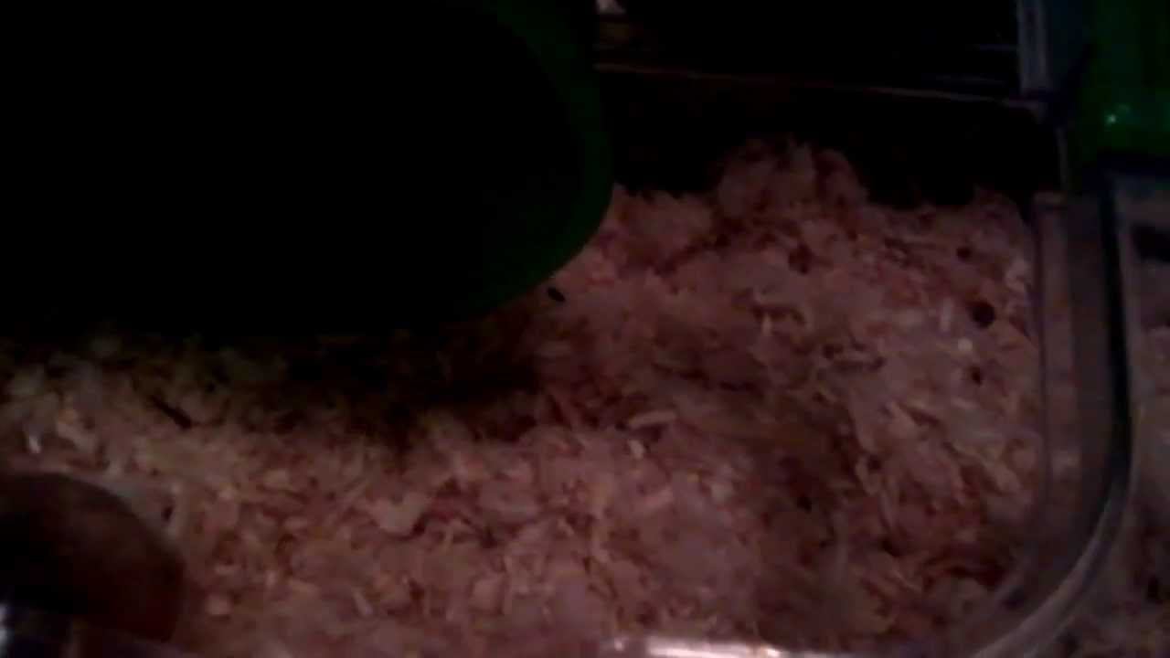 Hamster pitic asiatic (jucandu-se) - YouTube
