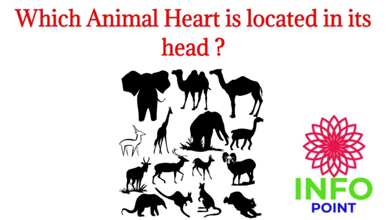 Which Animal Heart is located in its head ?|GK in English|Animals GK ...