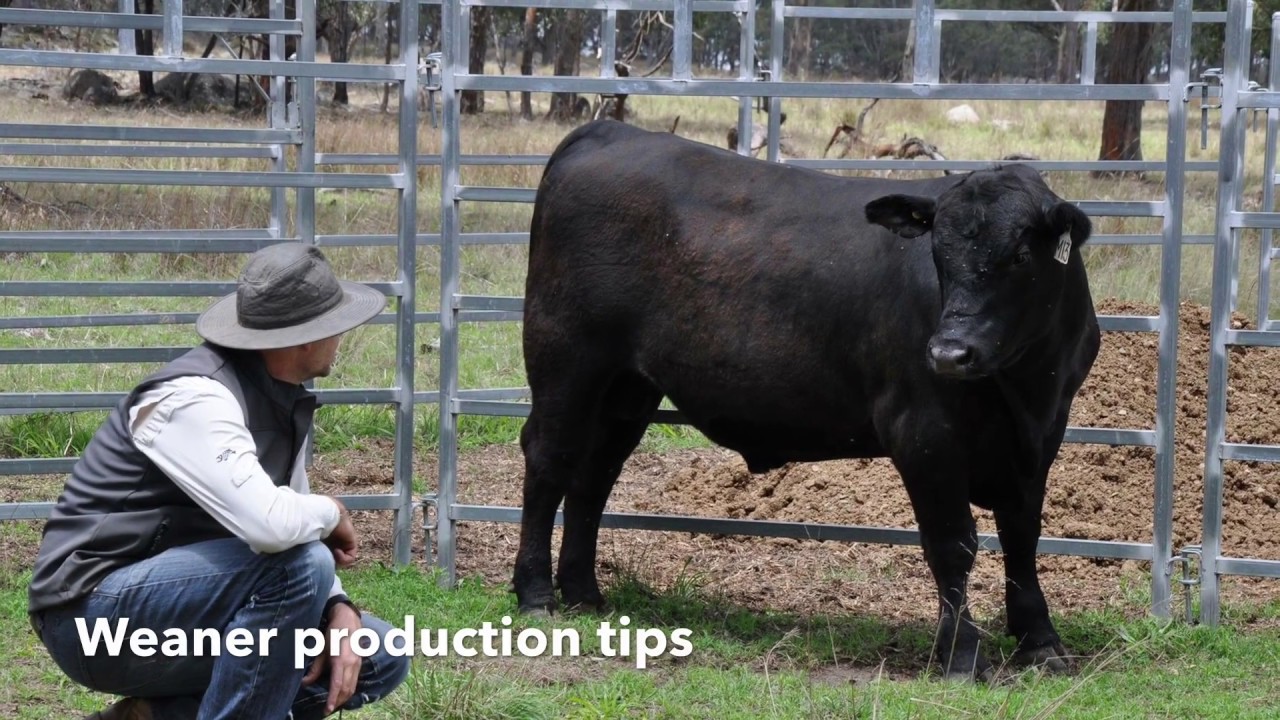 Weaner Production Tips - YouTube