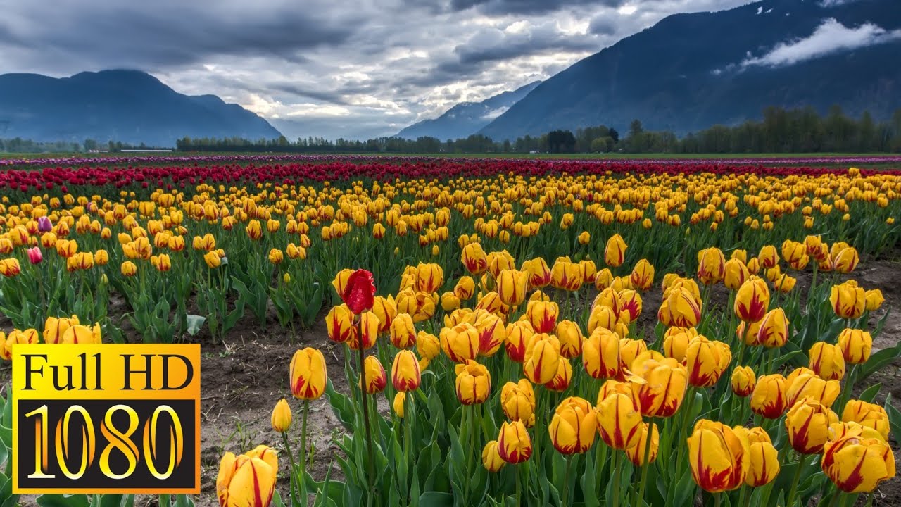 Full hd nature vedios/Full hd nature background vedios for youtube ...