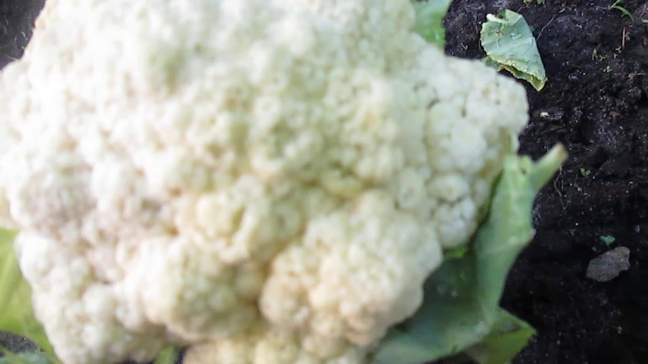HARVEST TIME: ORGANIC CAULIFLOWER - YouTube