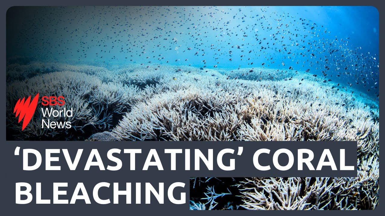 World's coral reef system under threat from record-breaking ocean heat ...
