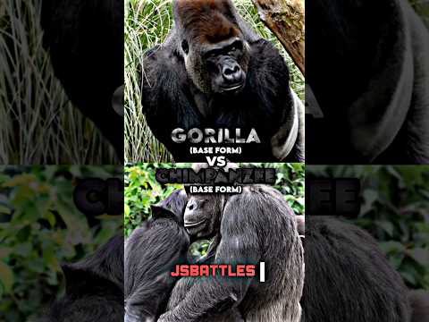 Gorilla vs Chimpanzee