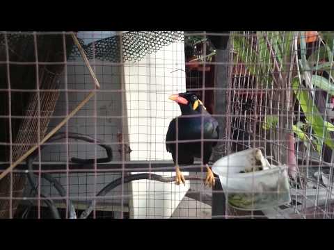 Sprechender Vogel (Beo)