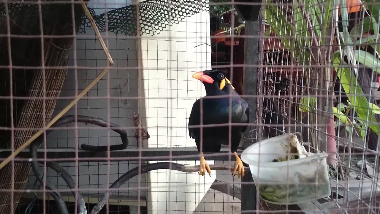 Sprechender Vogel (Beo) - YouTube