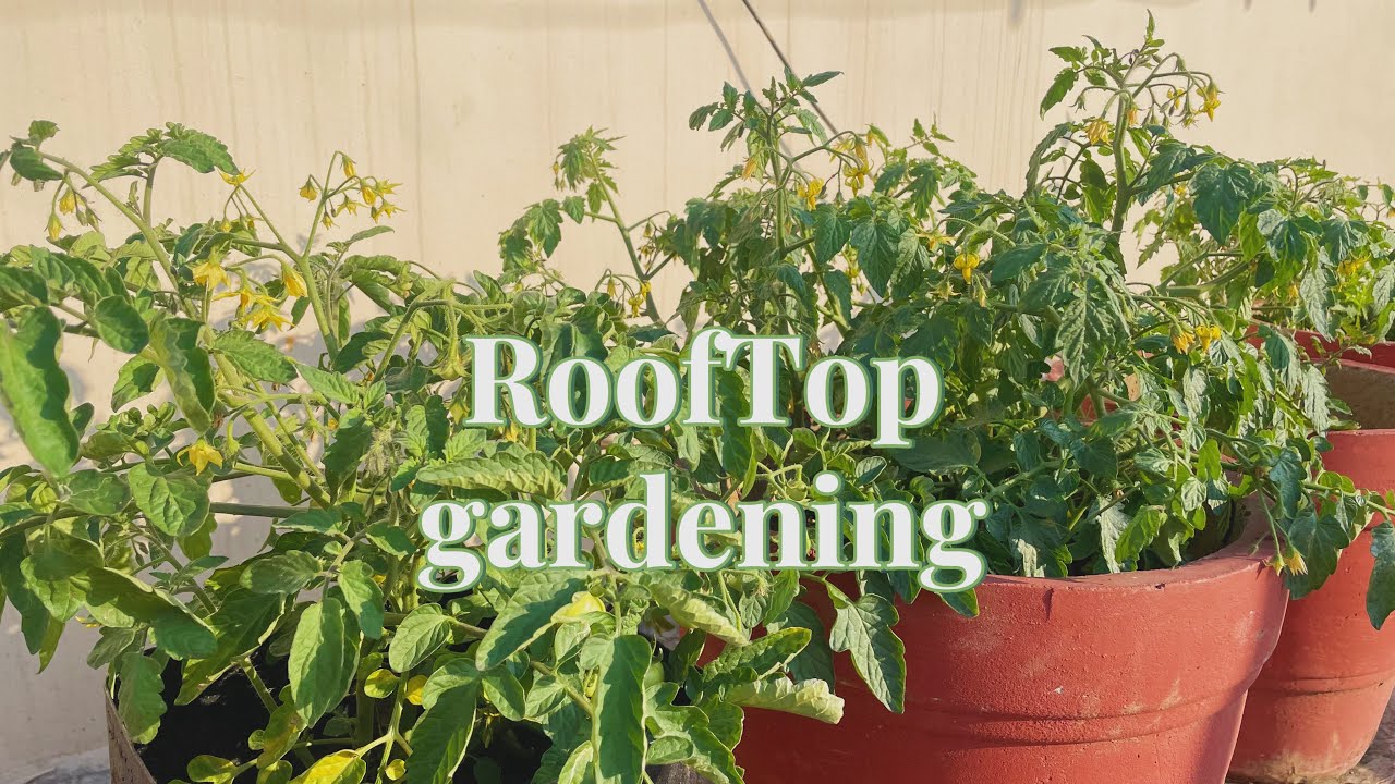 Exploring the beauty of rooftop planting - YouTube