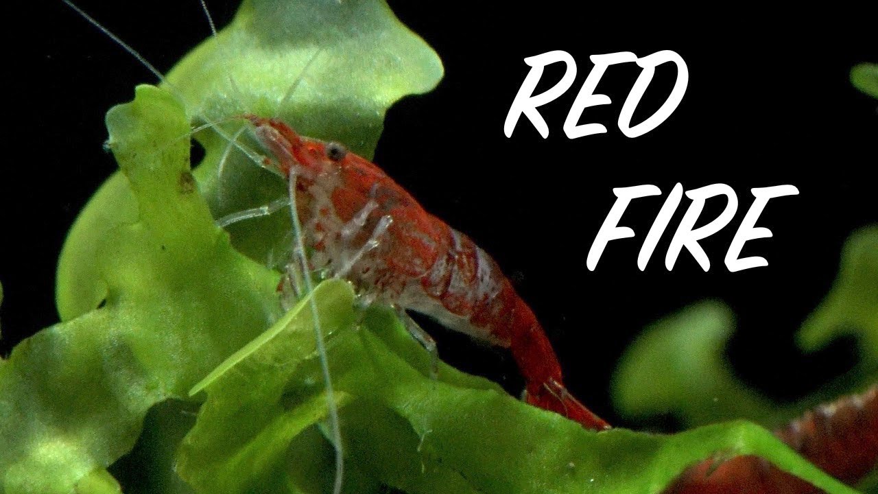 RED FIRE GARNELEN - SONY FDR-AX700/Olympus MCON-35 Macro Extension Lens ...