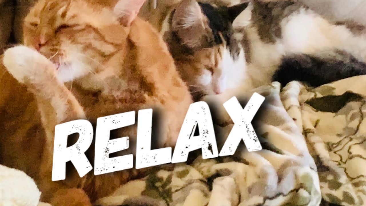 Relaxing Cats - YouTube