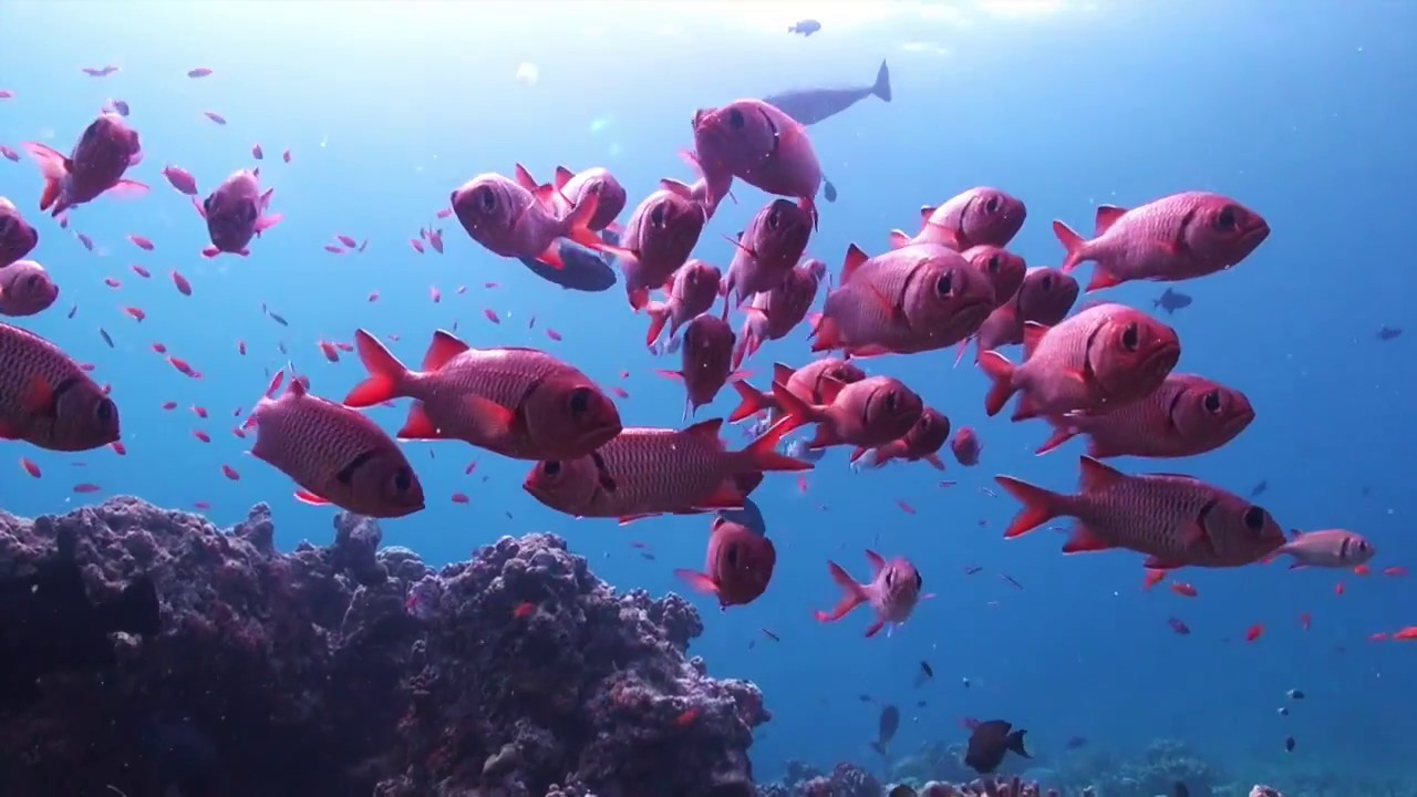 Into the Blue - Scuba Diving in Maldives - YouTube