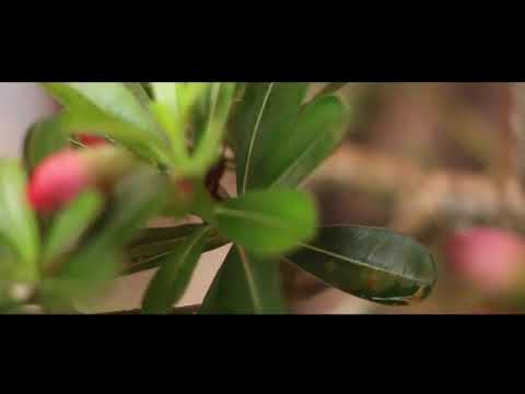 Haru senang jadi satu hwd tante n oom