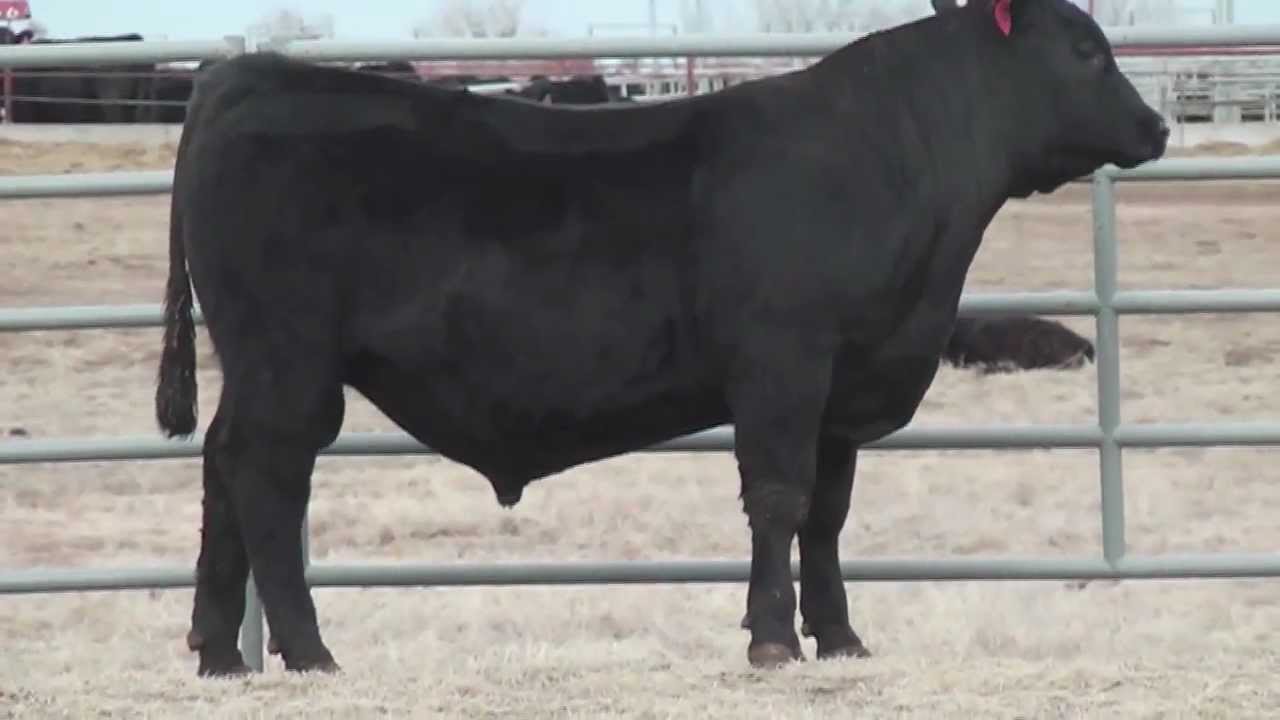 GAR Sure Fire - YouTube