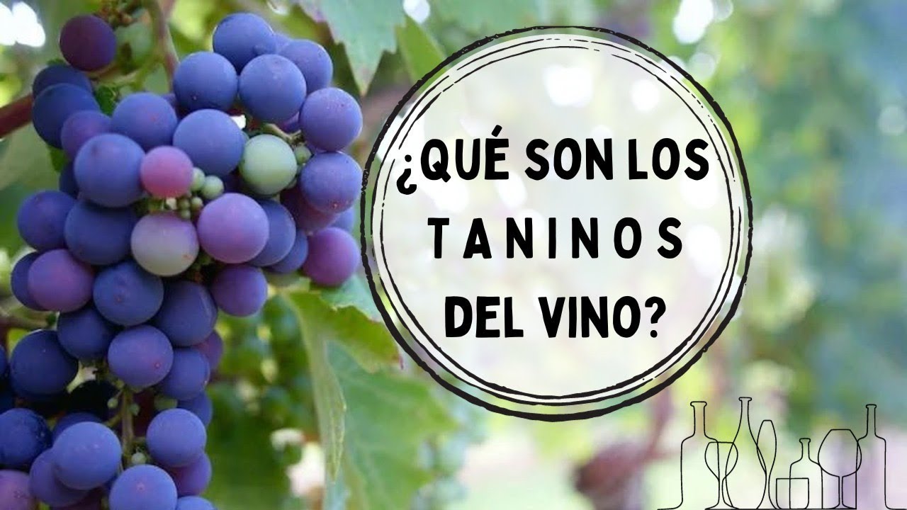 6. ¿Qué son los taninos del vino? - YouTube