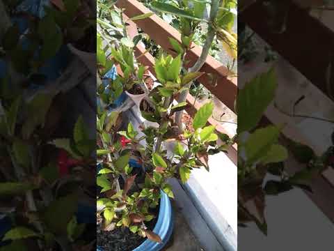 Mayil manikkam plant|my garden - YouTube