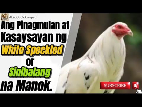 Pinagmulan at Kasaysayan ng WHITE SPECKLED o Sinibalang na Manok#manok ...