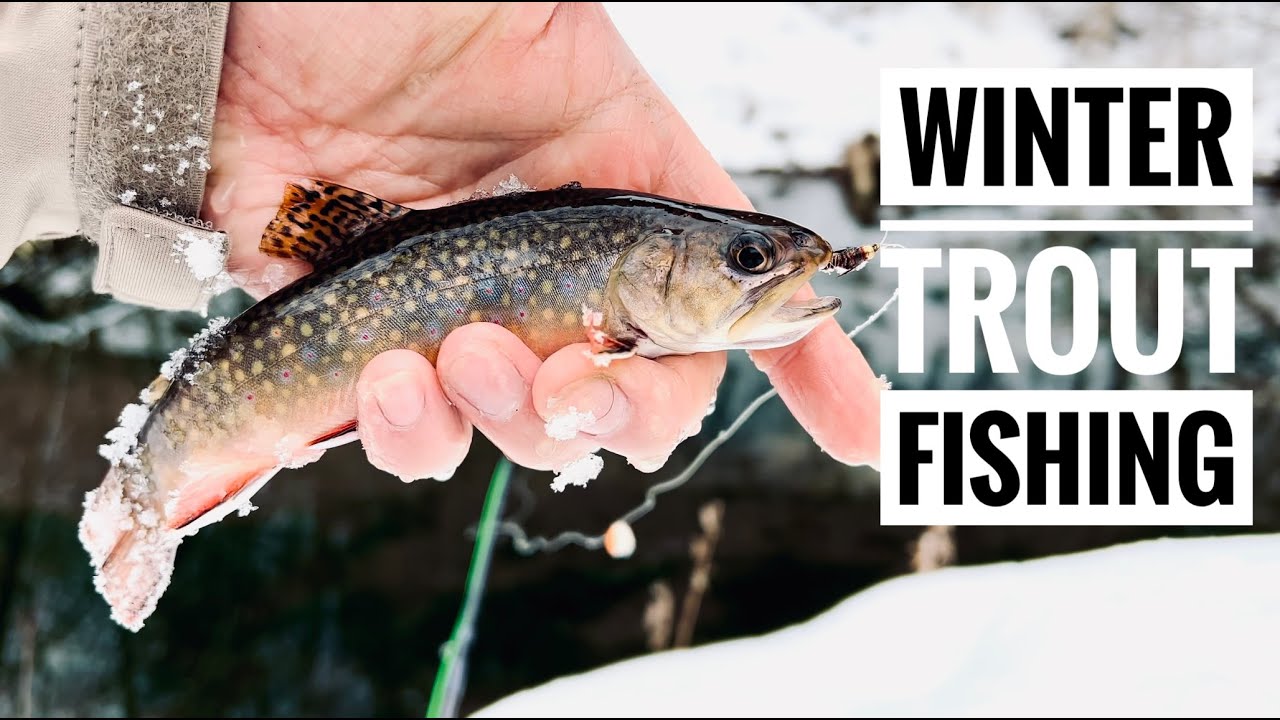 Winter Stream Trout Fishing For Beautiful Brook Trout - YouTube