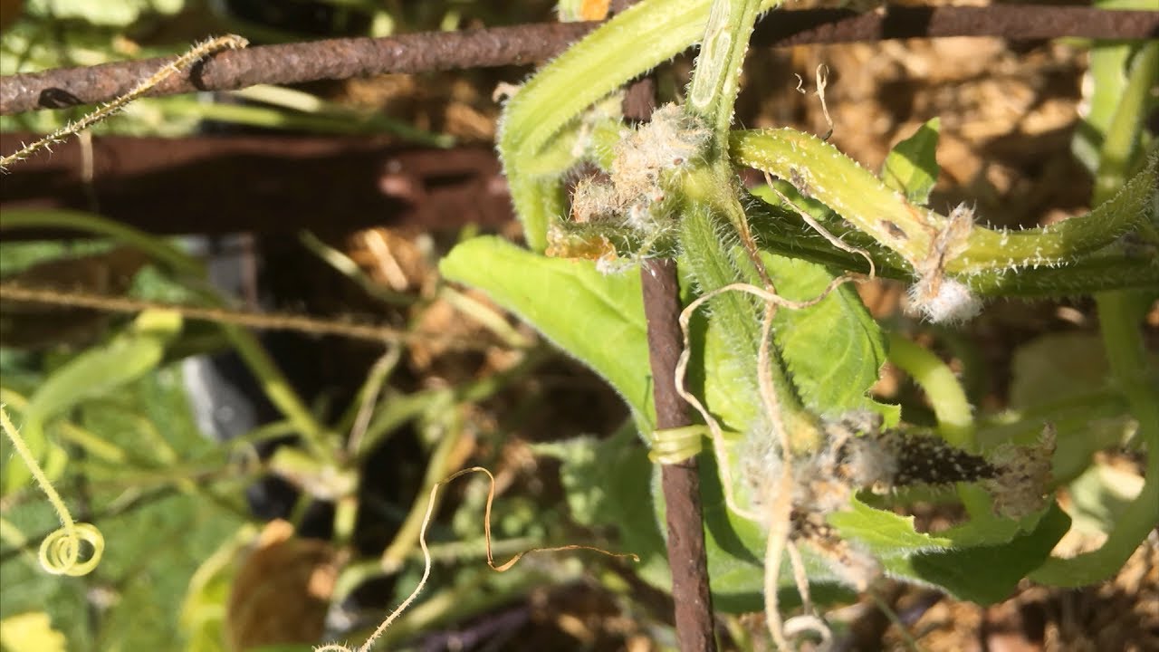 Q A What Is This White Fuzzy Stuff On My Cucumbers YouTube q-a-what-is-this-white-fuzzy-stuff-on-my-cucumbers-youtube