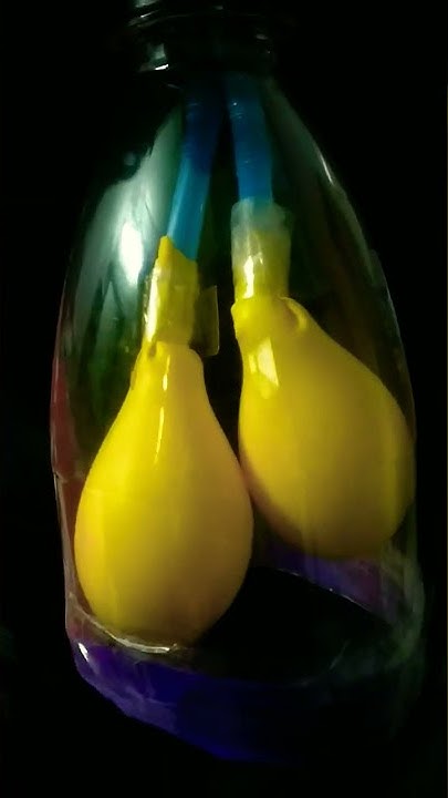 How to build Lungs Model | Respiratory System | School Project # ...