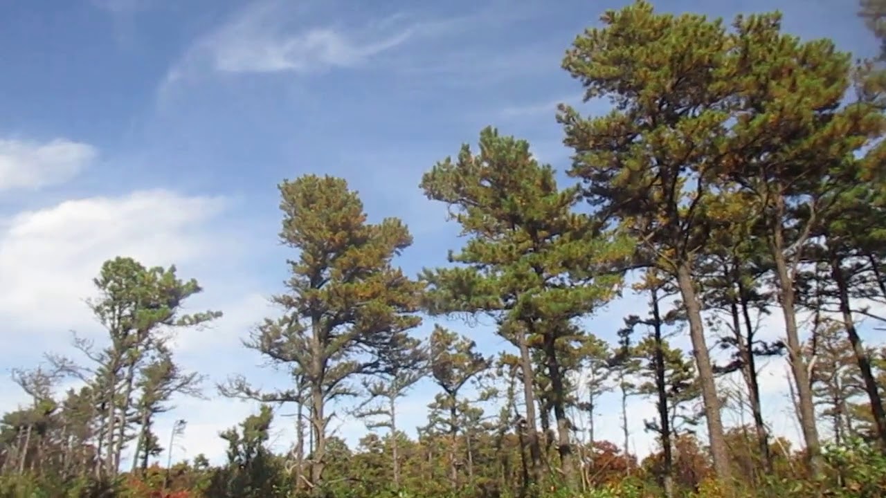 Look Around Pitch Pine - Scrub Oak Barrens on Blodgett Hill - YouTube
