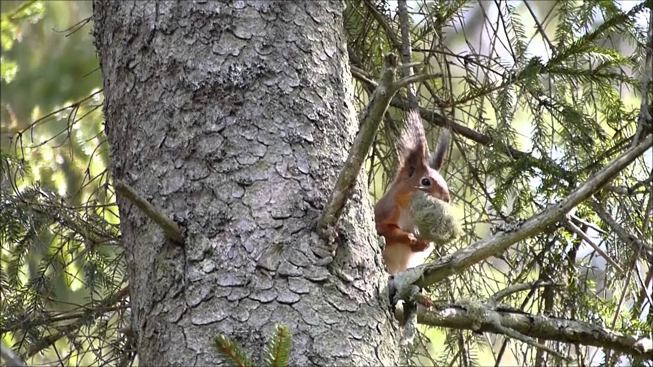 Red squirrel with beard - YouTube