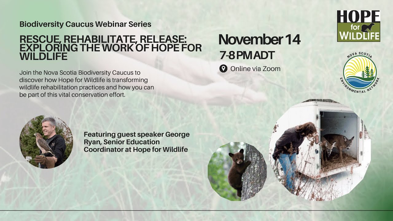 Rescue, Rehabilitate, Release: Exploring the Work of Hope for Wildlife ...