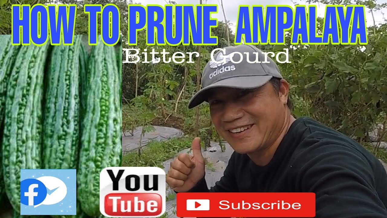 HOW TO PRUNE AMPALAYA ( Bitter gourd ) - YouTube