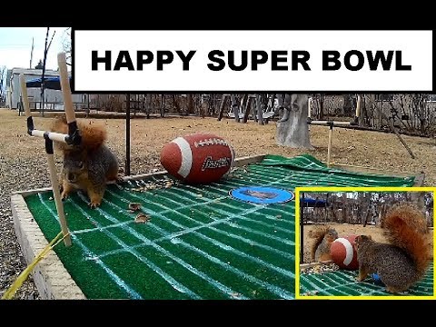 2018 Super Bowl - Squirrel Bowl, Even Animals Can Participate : ) - YouTube