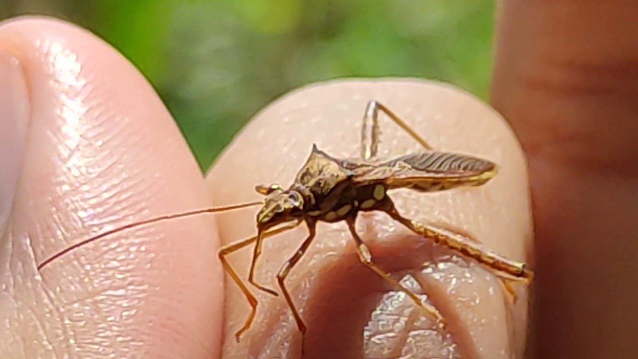 Serangga di tangan, Sawah Full HD | FREE FOOTAGE NO COPYRIGHT - YouTube