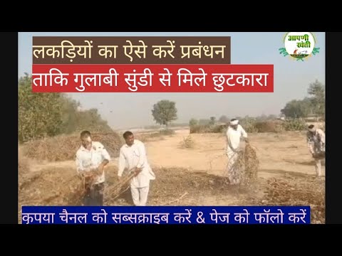 गुलाबी सुंडी प्रबंधन control of pink boll worm #farming #agriculture ...
