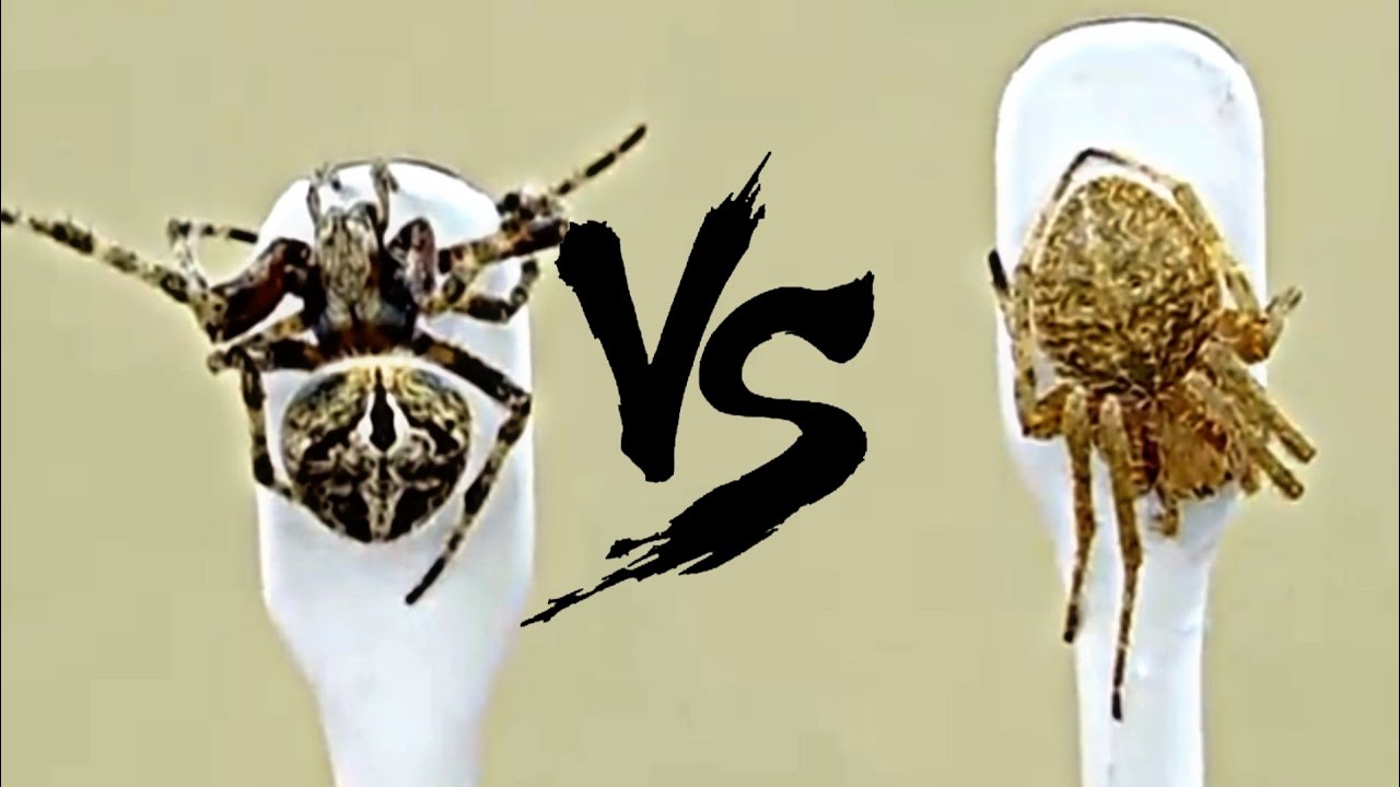 Online Sabong International Spider Best Fights - White Bulik VS Mais ...