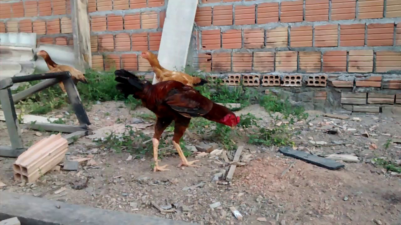 Galo Índio Gigante Reprodutores. - YouTube