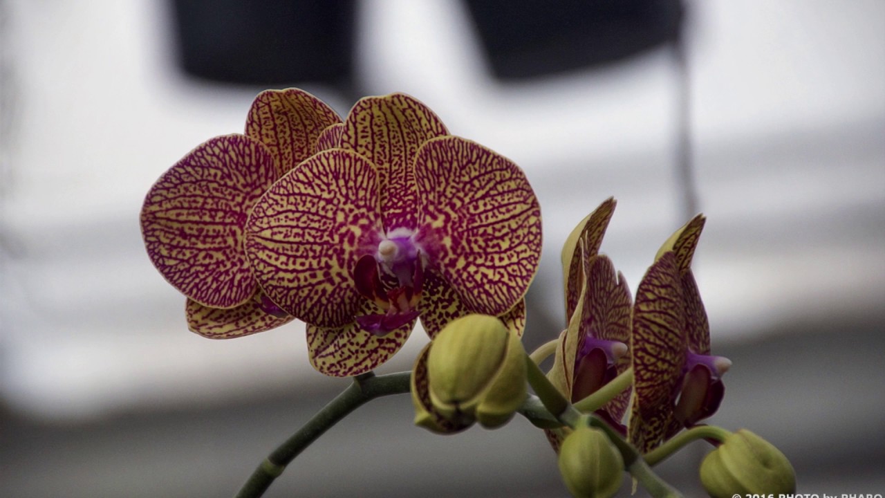 Duke Farms NJ Orchids & Flowers - YouTube