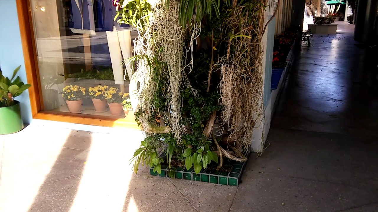 A Vanda display on Worth Ave in Palm Beach, Florida - YouTube